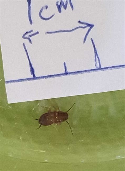Looks Like Cockroach But Is Tiny Australia Rwhatsthisbug