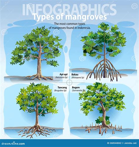 Type Of Mangroves Stock Vector Illustration Of Leaf 268544842