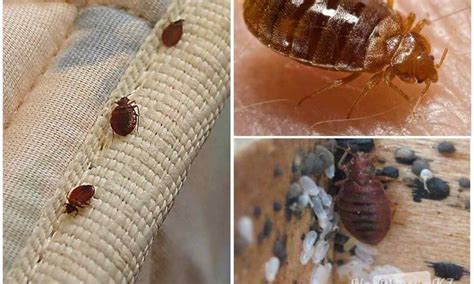 Чим труїти клопів у квартирі