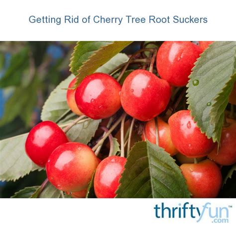 Getting Rid Of Cherry Tree Root Suckers ThriftyFun