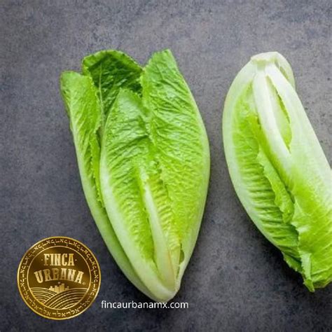 Lechuga Iceberg Orgánica Vegetal Lechuga Romana Orgánica Parris