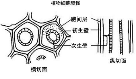 细胞壁示意图 细胞壁和细胞膜 文秘苑图库