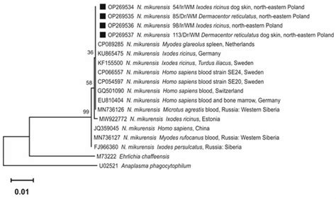 Pathogens Special Issue Host Vector Pathogen Relationships One