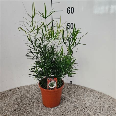 Asparagus falcatus (A179037) - FloraXchange