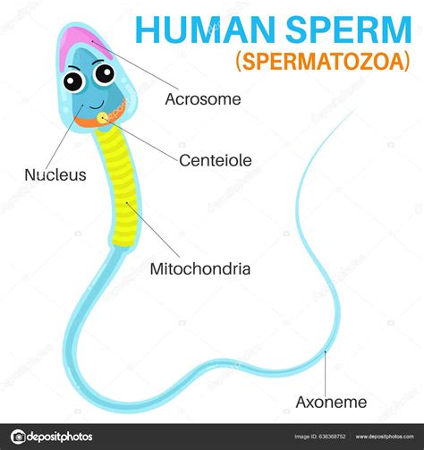 Spermatozoïde Humain Chez Lhomme Image Vectorielle Par Achiichiii