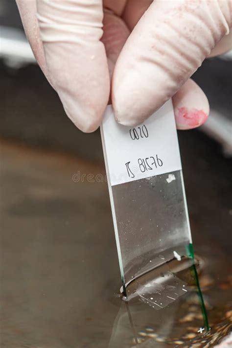 Scientist Preparing A Paraffin Embedded Tissue For Pathology Analysis Floating Method For