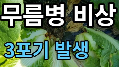 무름병배추무름병배추무름병발생 Youtube