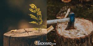 How To Stop Tree Stump From Sprouting 8 Simple Methods
