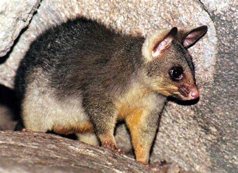 Marsupials Of Australia