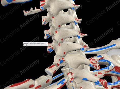 Origin Of Semispinalis Capitis Muscle Complete Anatomy