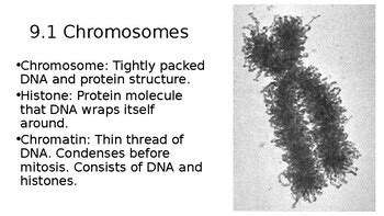 AP Chapter Cell Cycle And Cellular Reproduction PowerPoint