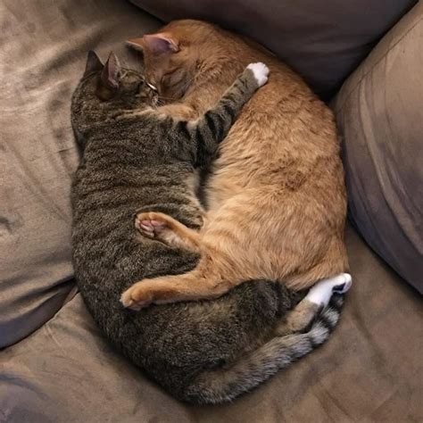 Pin By Cam Gordon On Bum Bums In 2024 Pretty Cats Cute Cats Cat Cuddle