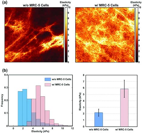 A The Spatial Distribution Of The Elasticity Values Obtained From Afm Download Scientific