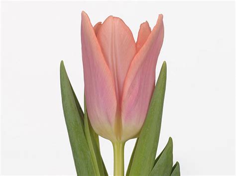 Tulipa Triumph Grp Neper