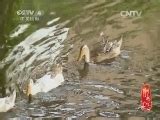 记住乡愁第一季 CCTV节目官网 纪录片 央视网 cctv