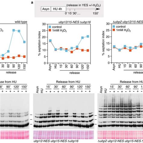Analysis Of Pcna Ubiquitylation And Cell Cycle Progression In S Pombe Download Scientific