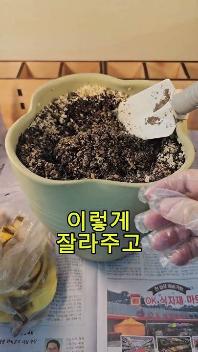바나나활용 고무나무 미국식 핫도그 삽목shorts바나나 핫도그삽목바나나퇴비섬마을나무꿈돌이 Youtube