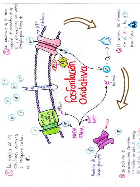 Mapa Mental Fosforilación Oxidativa Pdf