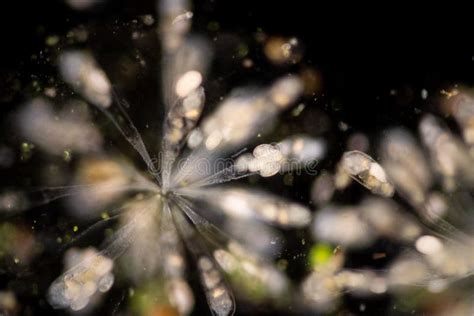 Rotifer Under The Microscope Stock Image Image Of Light Laboratory 126427727