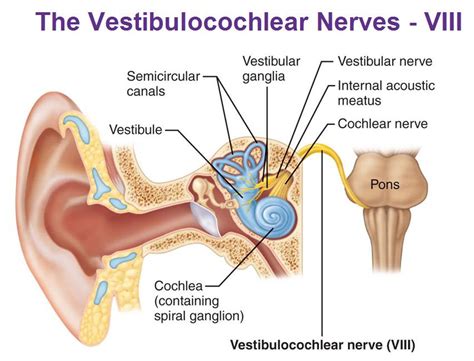 Cochlear Nerve Acoustic Nerve Auditory Nerve