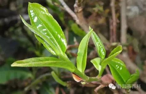 普洱春夏秋茶怎麼區分 每日頭條