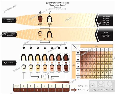 Quantitative Inheritance Infographic Diagram Example Human Skin Color Capital Letters Genes Abc