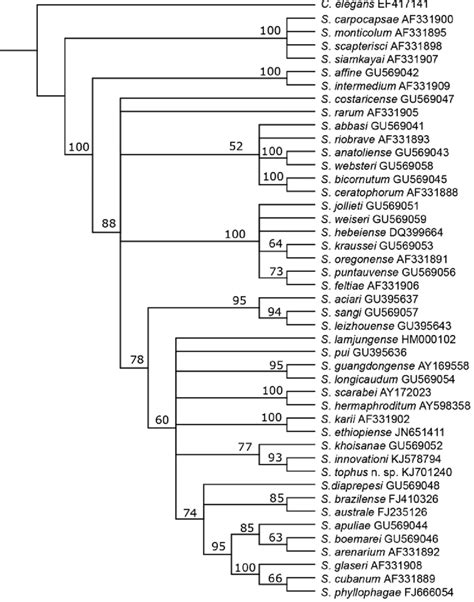 Bootstrap 50 Majority Rule Consensus Tree Showing Phylogenetic Download Scientific Diagram