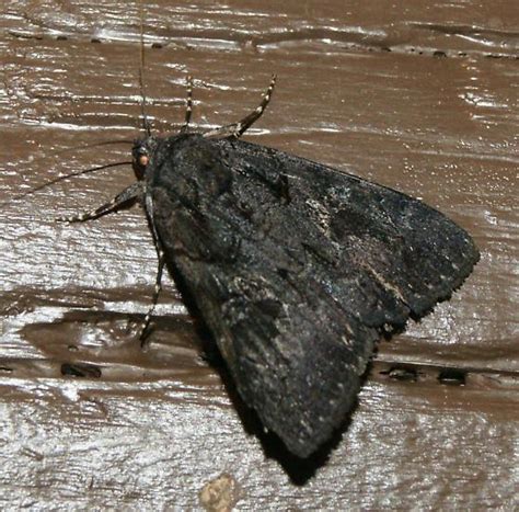 Catocala Antinympha Sweetfern Underwing Hodges 8775 Catocala Antinympha Bugguide Net