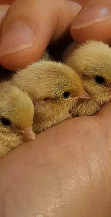 Three Little Floops Youtube