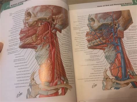 Facial Artery Netter