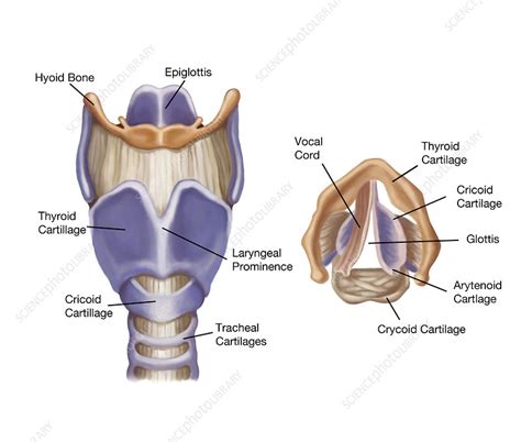 Arytenoid Cartilage Muscular Process