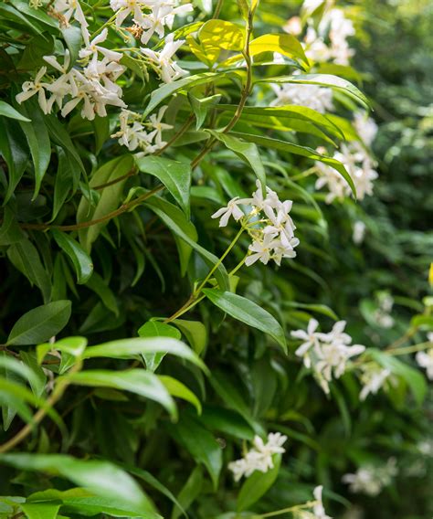 How To Plant Trachelospermum Jasminoides