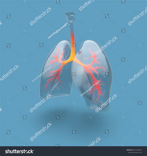 Illustration Human Lungs Bronchial Tree Highlighted Stock Illustration