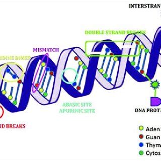 Types Of DNA Damage DNA Strand Breaks Mismatch Of Bases Abasic Sites Download Scientific