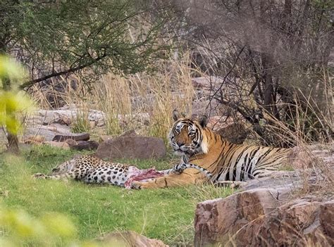 A Bengal Tiger Eating An Indian Leopard Via Anandamatthur On Ig R