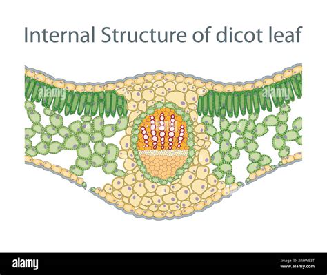 Internal Leaf Anatomy Magnification At Charlotte Mcgowan Blog