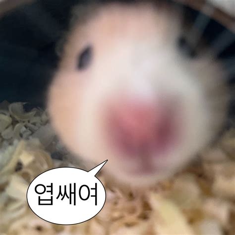 햄스터 짤에 있는 핀