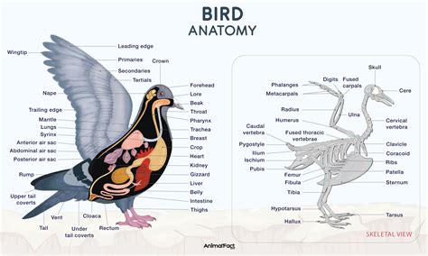 Bird Internal Anatomy
