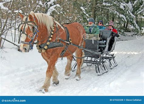 Belgian Draft Horse Pulling