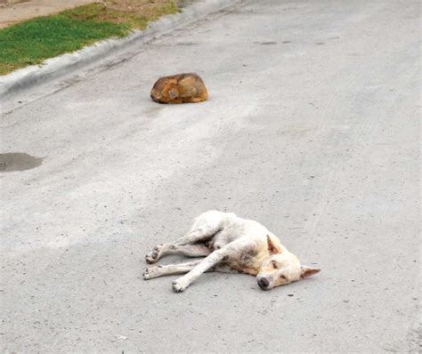 Sin Castigo Por Tirar Perro Muerto En La Vía Pública La Tarde