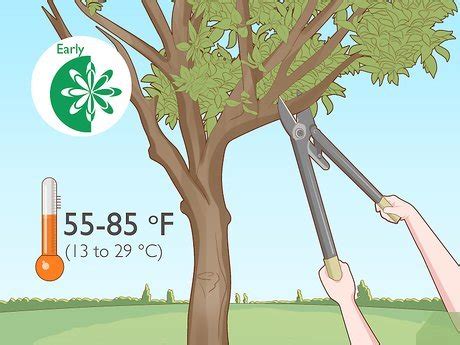 How To Trim An Orange Tree Simple Pruning Guide