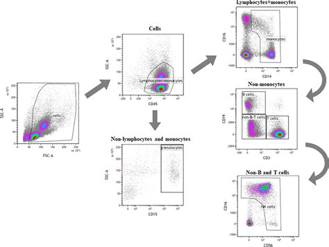 Immune Subsets From Ficoll Density Gradient Separation In Ki