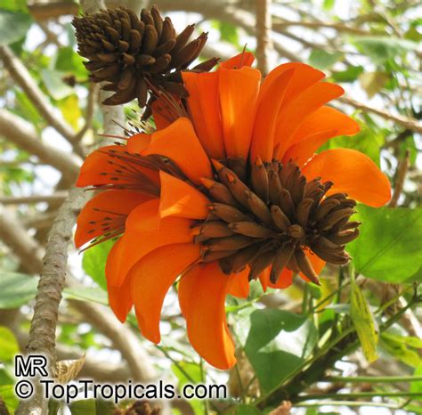 Erythrina Caffra South African Coral Tree Top Tropicals Plant