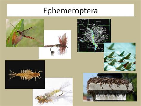 Ppt Insect Taxonomy Pt 1 Powerpoint Presentation Free Download Id