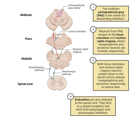 93 Somatosensation In The Central Nervous System Social Sci Libretexts