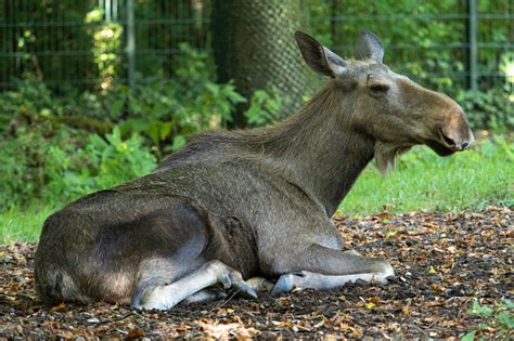 Alce Europeo Alces Alces También Conocido Como Alce Foto De Stock Y Más