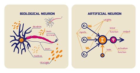 Premium Vector Visual Schemes Of Biological And Artificial Neurons Neural Network Elements