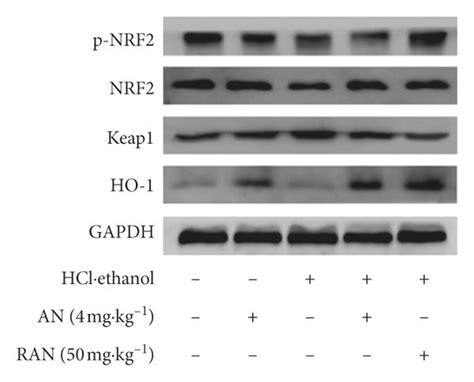 Expressions Of Nrf2 Are Signaling Pathway Relative Proteins In The Download Scientific Diagram