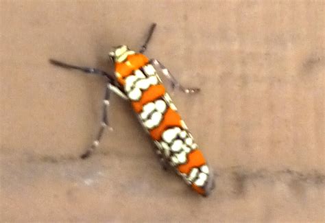 Orange And White Spotted Moth Discover Their Unique Characteristics