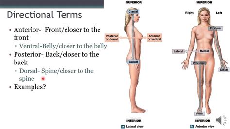 Ventral And Dorsal Examples